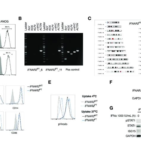 A Model Of Ifnar2 Deficient Human Ips Macrophages Ifnar2 Pt Ips Mf