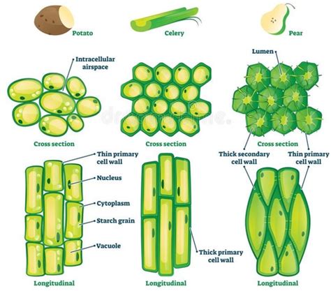 Bio 104 Flashcards Quizlet