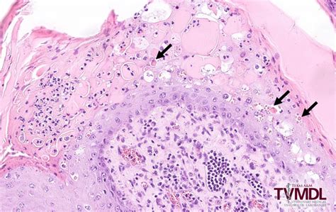 Contagious Ecthyma Diagnosed In A Young Goat Texas Aandm Veterinary Medical Diagnostic Laboratory