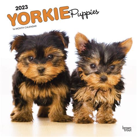 Yorkshire Terrier Puppies 2023 Square Wall Calendar Browntrout