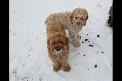 Our Cockapoo Dogs Companion Dogs My Cockapoo