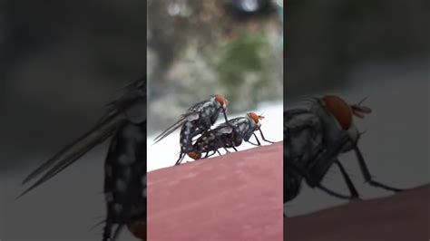 Hot Fly Sex YouTube