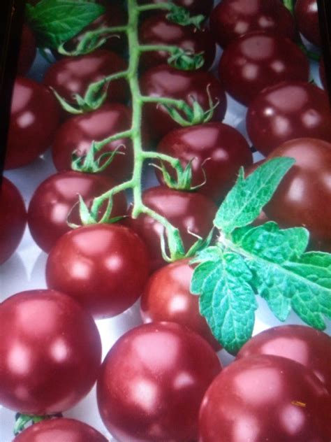Pomidor BLACK CHERRY Sadzonka W Doniczce Oficjalne Archiwum Allegro