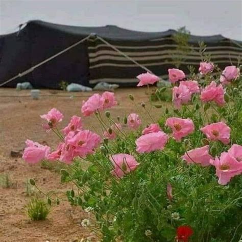 فرس صغير الحدث