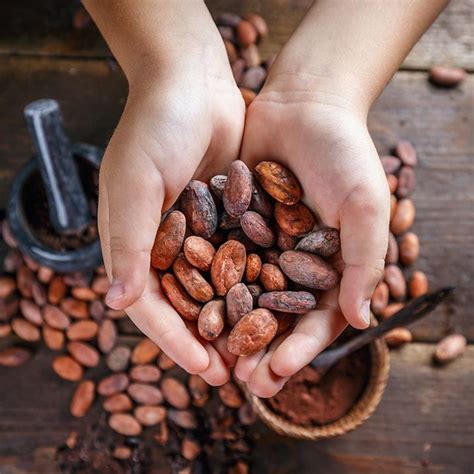 Jual Biji Coklat Cacao Beans Kakao Cocoa Nibs Khas Pulau Lombok Shopee Indonesia