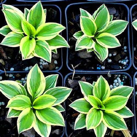 Loss Promotion100 Pcsbag Colorful Hosta Bonsai Perennials Lily Flower