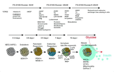 Step By Step Differentiation And Maturation To Generate Functional
