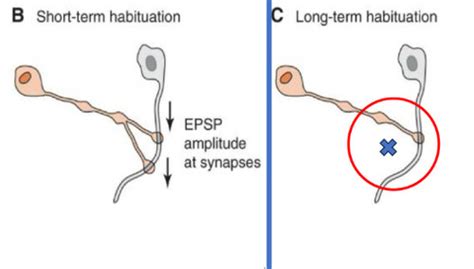 Implicit Non Declarative Memory Flashcards Quizlet