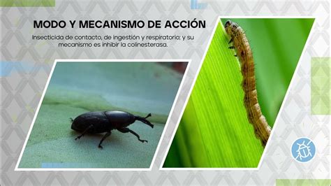 Maxfos 48 Ec 🐛 Youtube