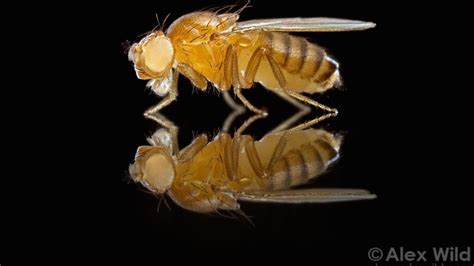 Catching Up Resurrected Viruses Sex Driven Smarts And Some Upcoming