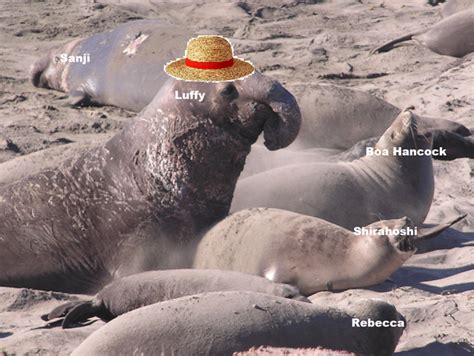 Luffys Harem Rmemepiece
