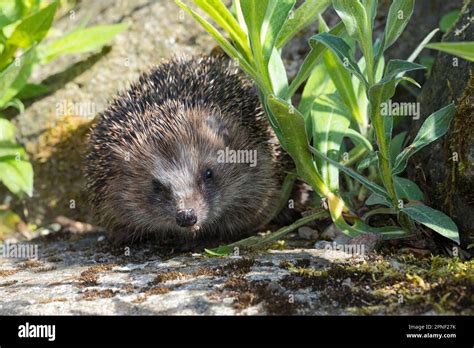 Western Hedgehog European Hedgehog Erinaceus Europaeus In A Garden