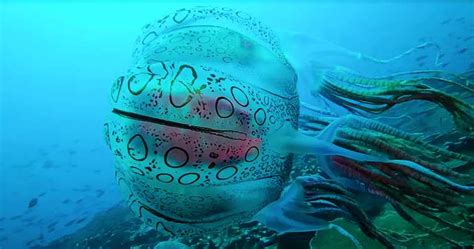 Filmata Per La Prima Volta Una Rarissima Medusa Avvistata Nel 1997 Video