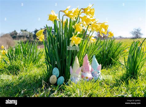 Easter Gonks And Easter Eggs In Front Of Some Wild Daffodils On A Bright Sunny Spring Day Stock