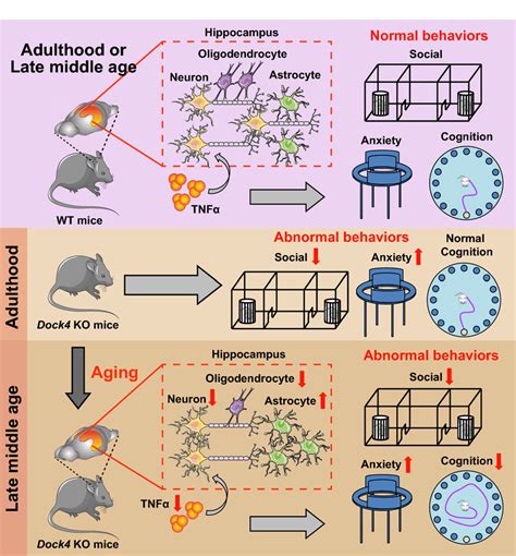 Alterations Of Spatial Memory And Hippocampal Anatomy In Download