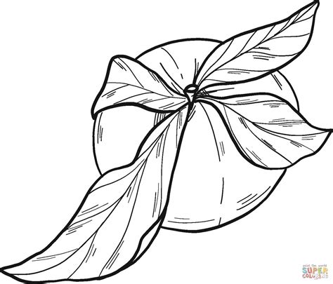 Peach To Print Coloring Pages Coloring Cool