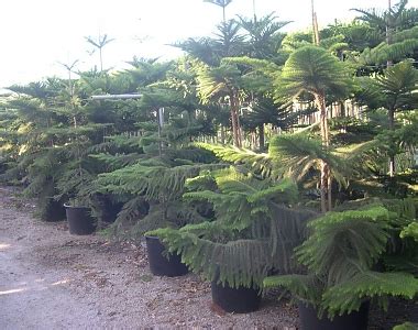 Араукария (Araucaria) комнатная D27 H140 купить в СПб