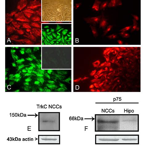 Figure 5 From Neurotrophic Factor Nt 3 Displays A Non Canonical Cell