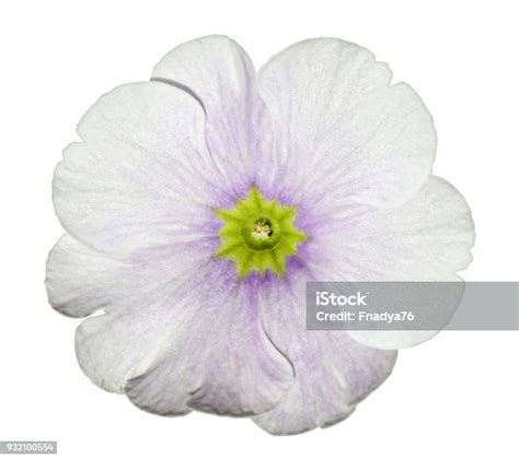 그림자 없이 클리핑 경로와 격리 된 흰색 배경에 흰색 앵 초 꽃 클로즈업입니다 위한 디자인 자연입니다 꽃 나무에 대한 스톡 사진