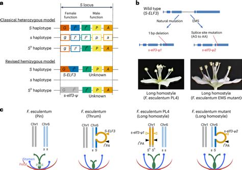 Genetic Architecture Of The F Esculentum Mating System A Models To