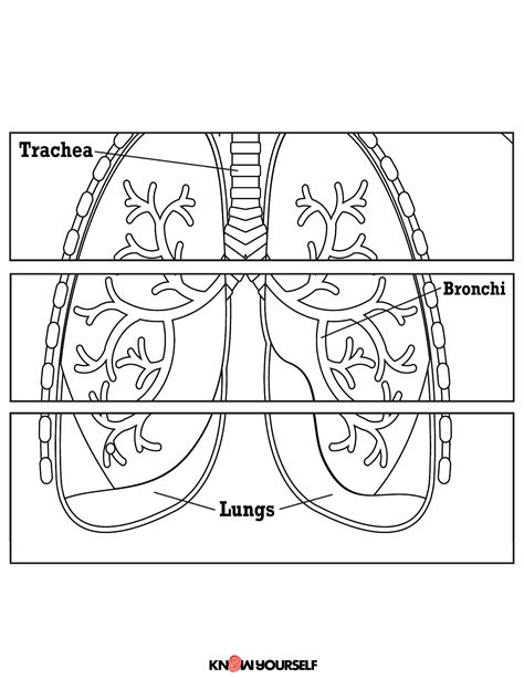 Respiratory System Puzzle Engage And Learn Know Yourself
