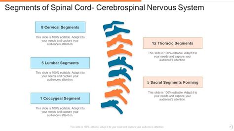 Cerebrospinal Nervous System Ppt Powerpoint Presentation Complete With