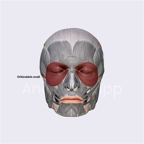 Orbicularis Oculi Muscle