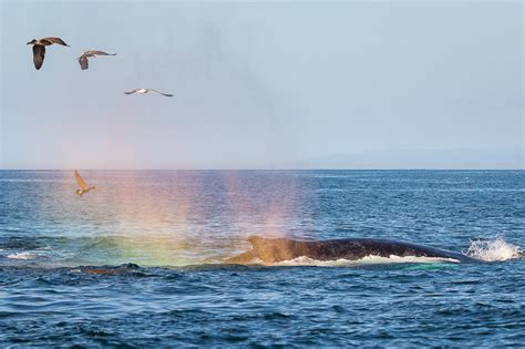 Echolocation In Action Oneill Sea Odyssey