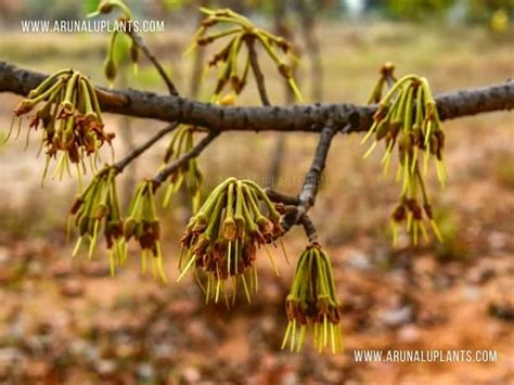 Mee Tree Madhuca Lonolia Mahua Tree මී පැල Arunalu Plants