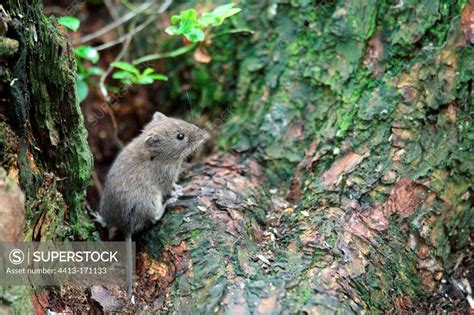 Long Tailed Field Mouse On A Trunk Scotland Uk Superstock