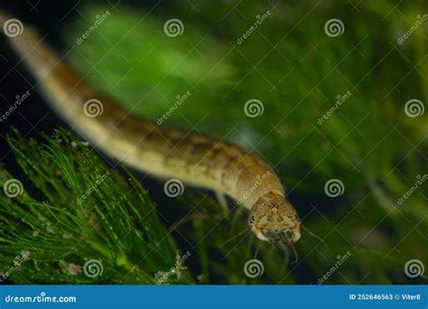 Diving Beetle Larva Water Tiger Among Water Plants Stock Image Image
