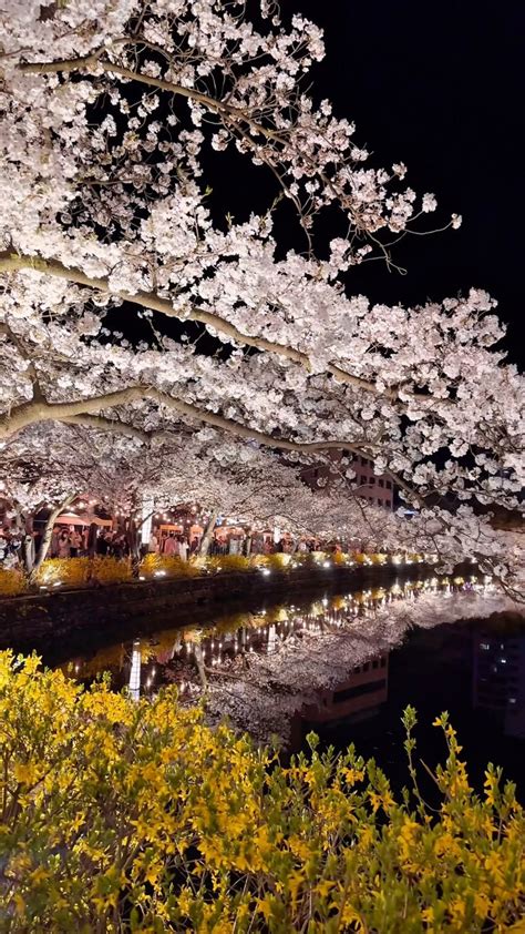 매년 방문할 수밖에 없는 국내 레전드 벚꽃명소🌸💗 진짜 매년 봄 벚꽃구경 어디갈지 항상 고민하면서도 결론적으로 꼭 다녀오고 있는 하동 십리벚꽃길🥰🚗 내려서 걷기만 해도 좋고