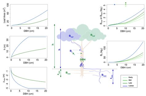 A1 Also Shows A Graphic Scheme Of The Allometric Variables Cohort
