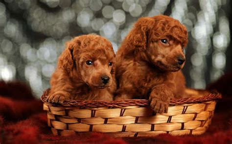 【トイプードルの飼い方】飼う前に知っておきたい事〜飼い方まで徹底解説！ Peco（ペコ）