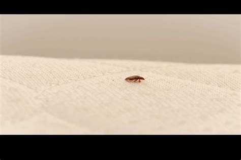 What Is The Landlord And Tenant Responsibilities For Having Bed Bugs
