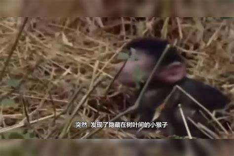花豹猎杀了猴子妈妈却抚养起了小猴子这是幸还是不幸 猴子 妈妈