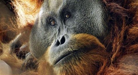 Worlds Rarest Great Ape Discovered 3 Years Ago Is Fast Being Wiped
