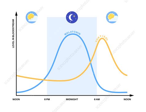 Sleep Wake Cycle Illustration Stock Image F Science Photo Library