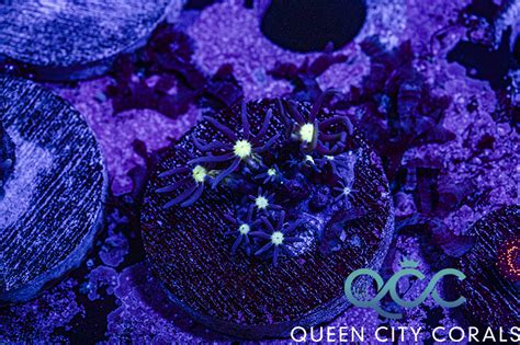 black star polyps wysiwyg queen city corals