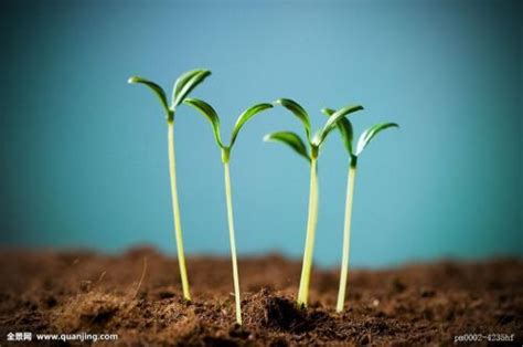 0455翻译：生命，生命（杏林子） 知乎