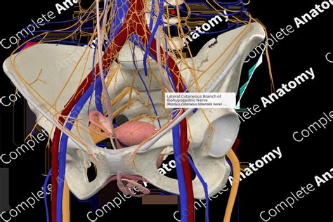 Lateral Cutaneous Branch Of Iliohypogastric Nerve Complete Anatomy