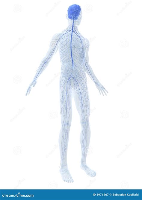 Brachial Plexus Network Of Nerves In The Shoulder Structure Outline Concept Vector Illustration