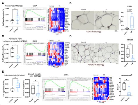 In Silico Analysis Together With Histology Reveals Differential Cell