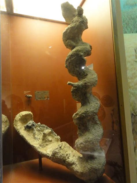 Mystery Of Devil S Corkscrew Solving America S Baffling Fossil