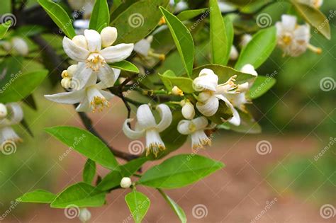 White Little Flower On Orange Tree Blossoming Orange Tree Flowers