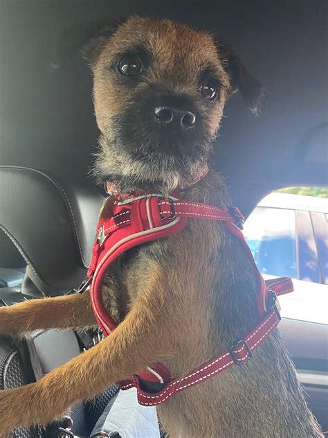 Fundraiser By Deborah Lennon Save Ailsa