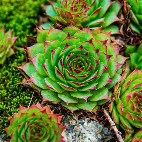 Red Tip Laxmi Kamal Sempervivum Calcareum Fire Dragon Lalit Enterprise