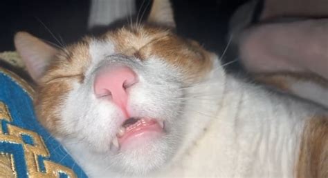 Sleeping Like He Pays All The Bills Roneorangebraincell