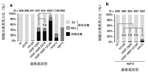 Life Science Alliance 减数分裂染色体分布团队研究成果：黏连蛋白乙酰化调控减数分裂中动粒的单向性 未来食品科学中心