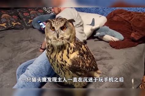 猫头鹰听见主人呼唤，迈着小碎步就过来了，简直不要太可爱主人猫头鹰